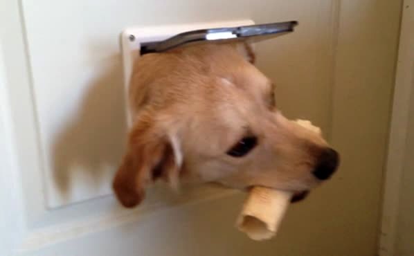 Funny Videos - America's Funniest Home Videos